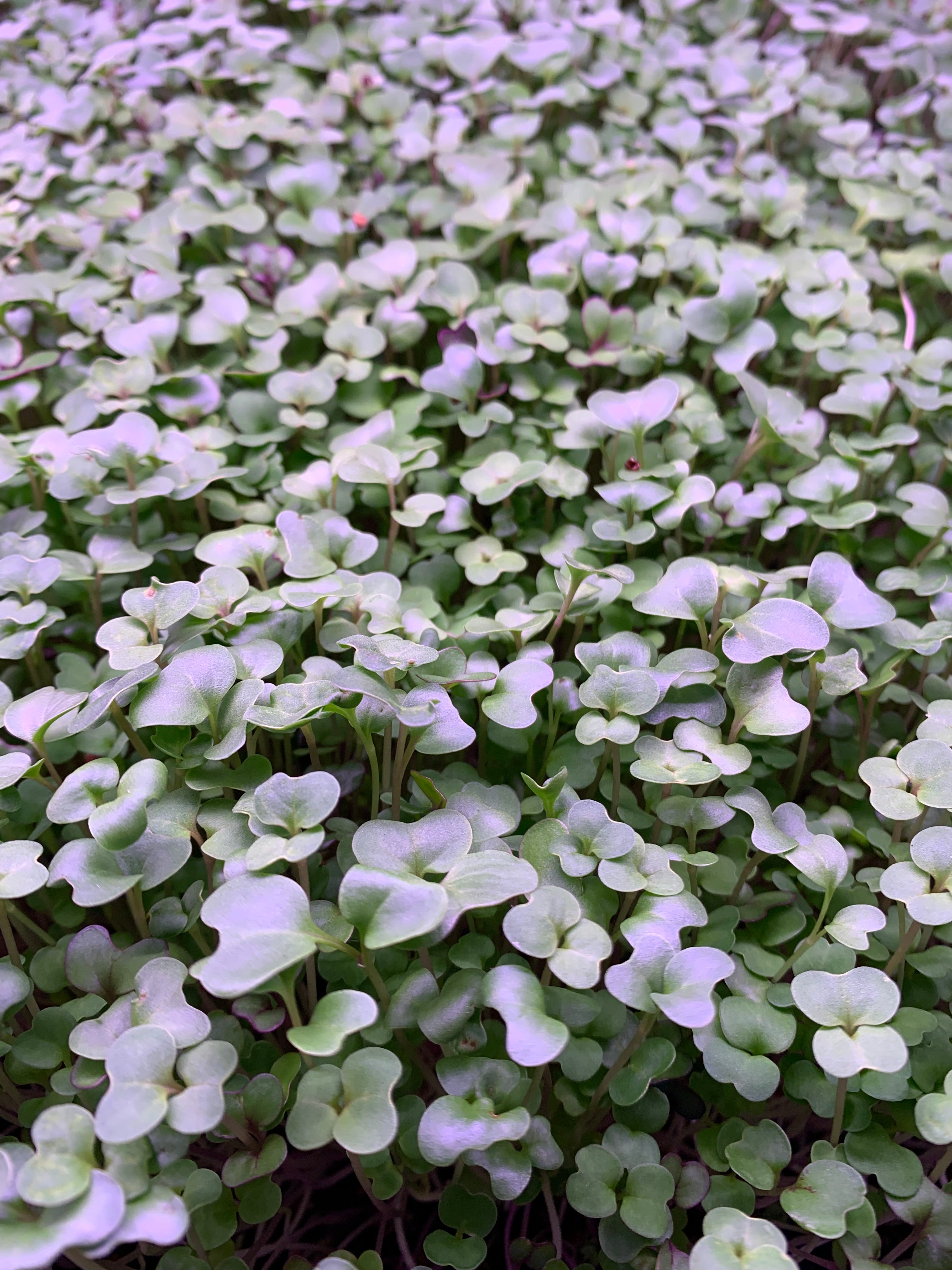 Salad Mix Microgreen Blend- Organic – Loving My Greens